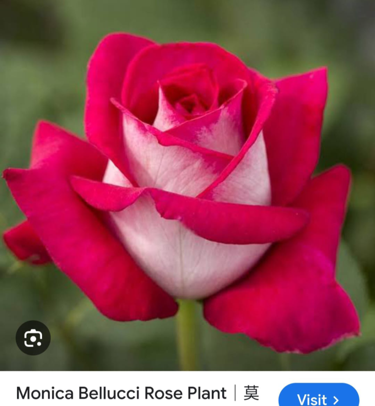 Monica Bellucci Rose – Maa Horticulture