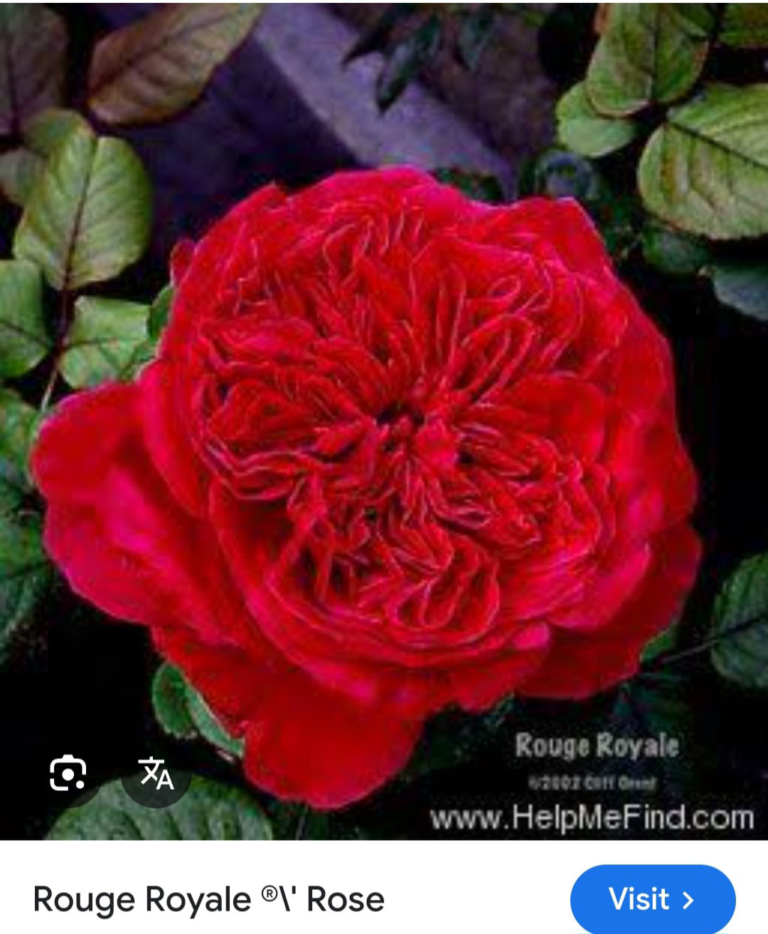 Rough Royale Rose – Maa Horticulture